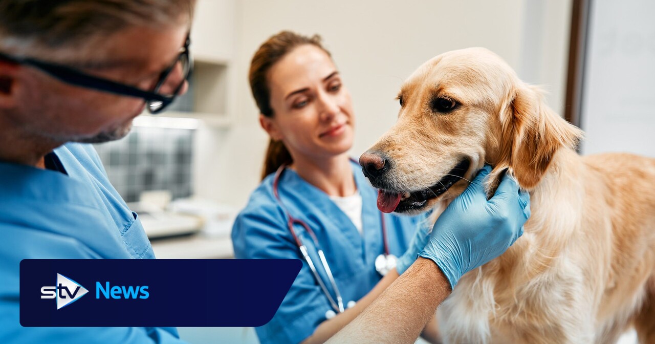 Vets should publish prices and cap medicine costs, watchdog says | STV News