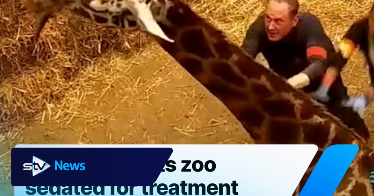 Watch giraffe at Scots zoo knocked out to receive procedure for ...