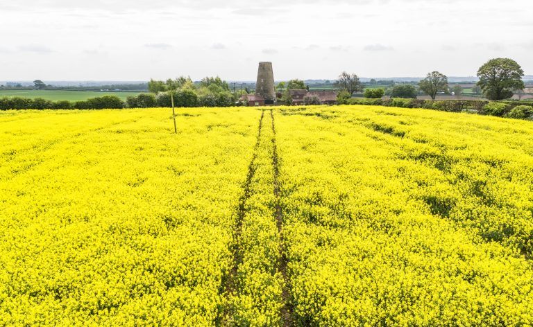 Rapeseed discovery ‘could help solve global protein demand’ | STV News