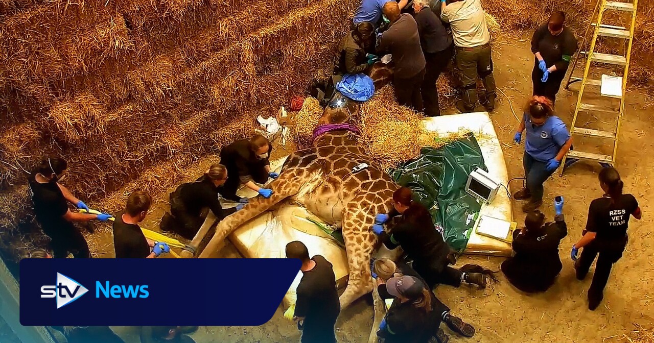 Watch giraffe at Scots zoo knocked out to receive procedure for ...