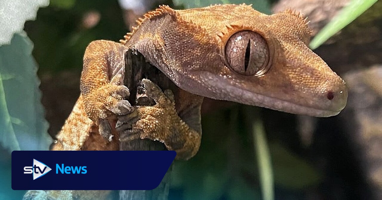 Scots exotic pet owners euthanising animals through decapitation, study ...