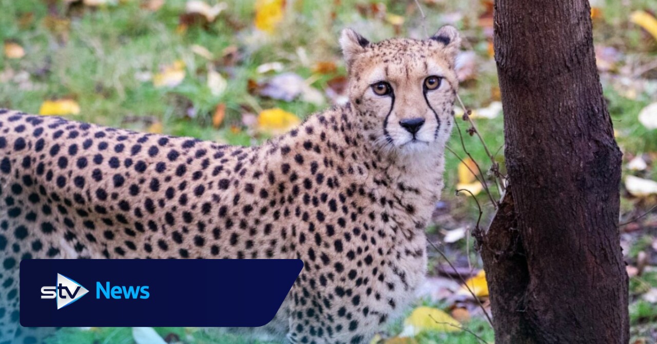 Rare cheetah arrives at Edinburgh Zoo from France | STV News