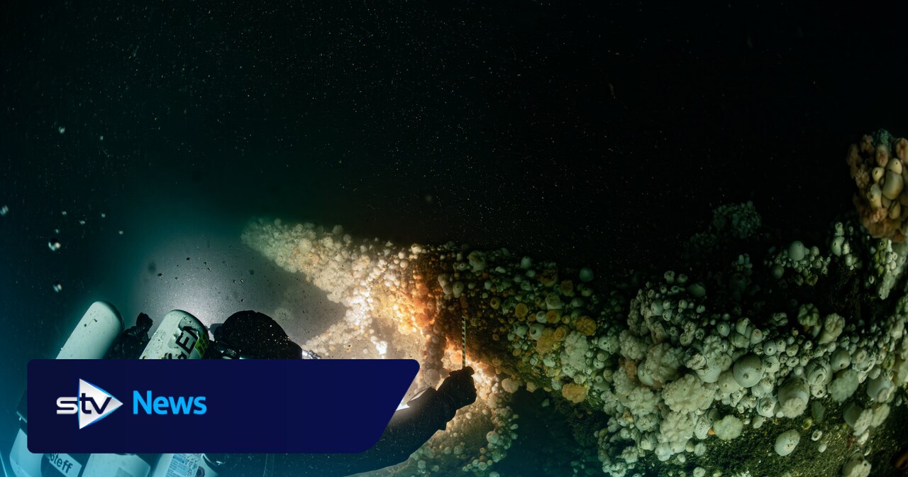 Divers find wreck of HMS Bayano in Scottish waters 110 years after ...