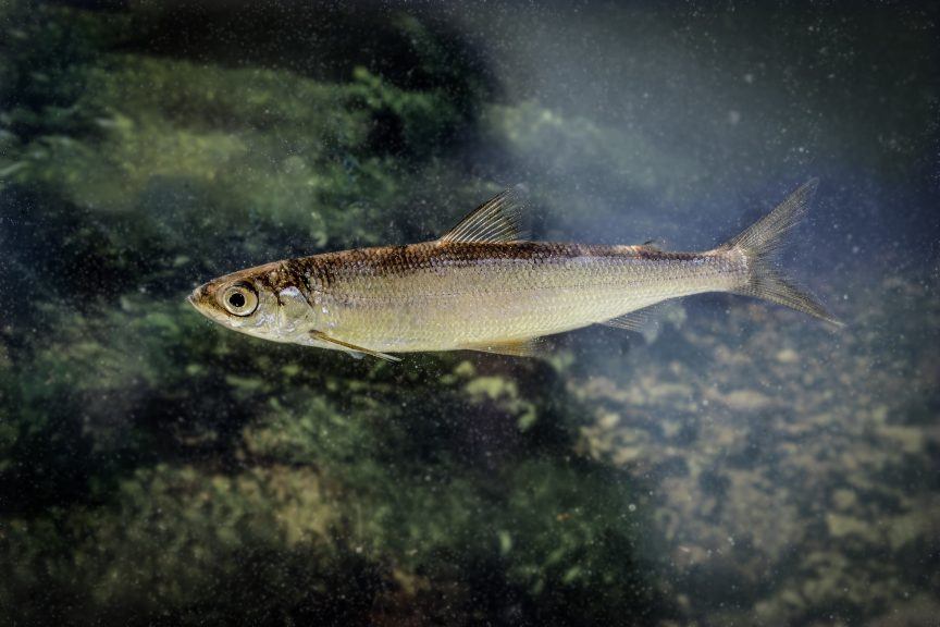 Prehistoric Ice Age fish thriving in Scottish loch | STV News