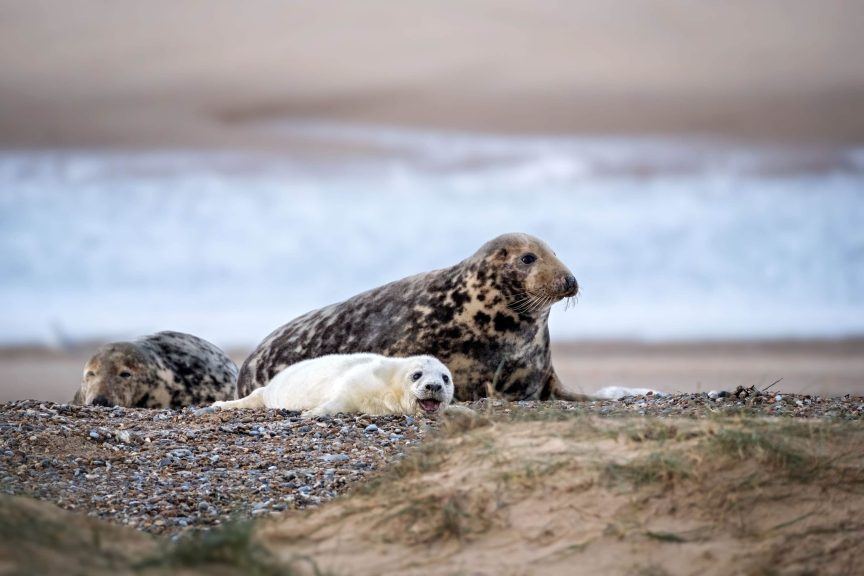 Solar-powered webcam set up to livestream England’s largest grey seal ...