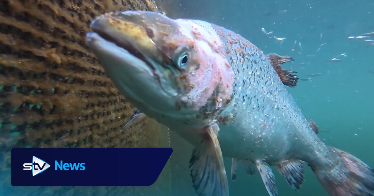 Tesco suspends Highland fish farm after 'extremely concerning' footage ...