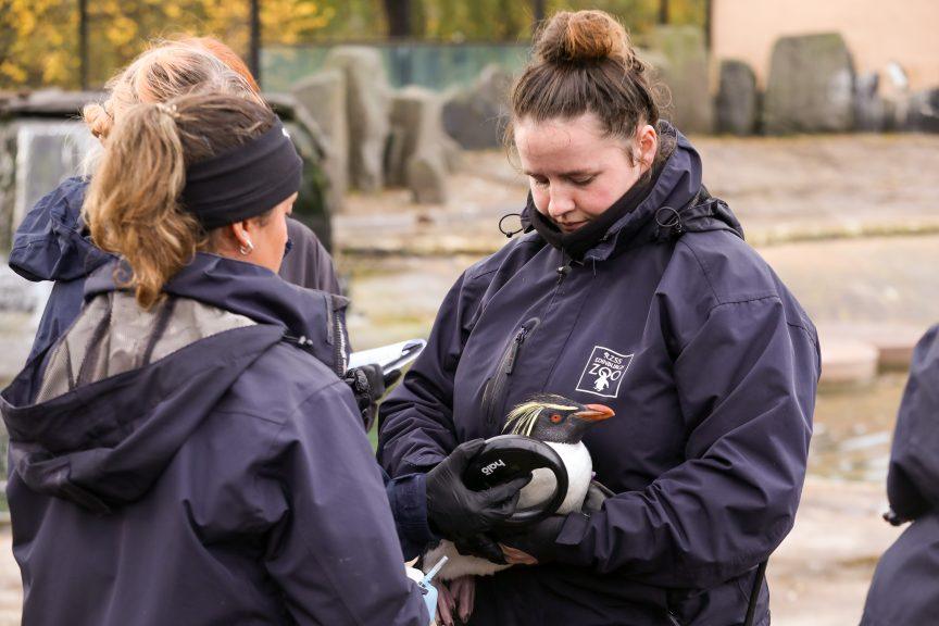 Edinburgh Zoo vaccinates 150 resident penguins ahead of winter | STV News
