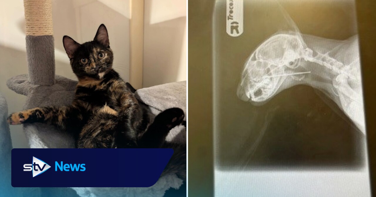 Kitten saved after swallowing sewing needle with Glasgow owners 'crying ...