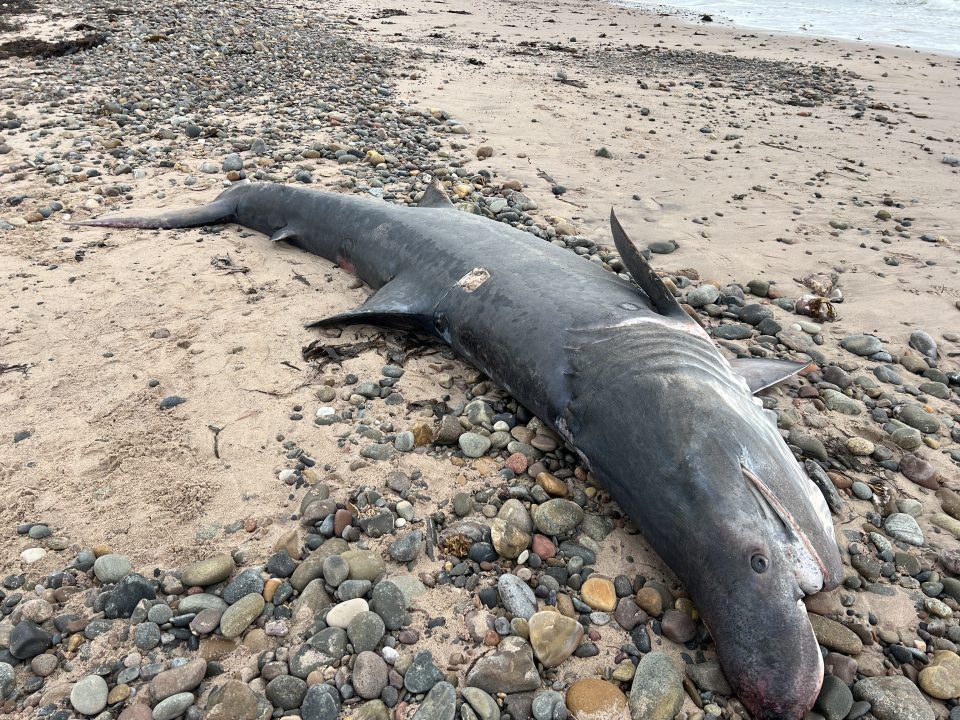 Dead basking shark found with plastic in stomach after washing up on ...