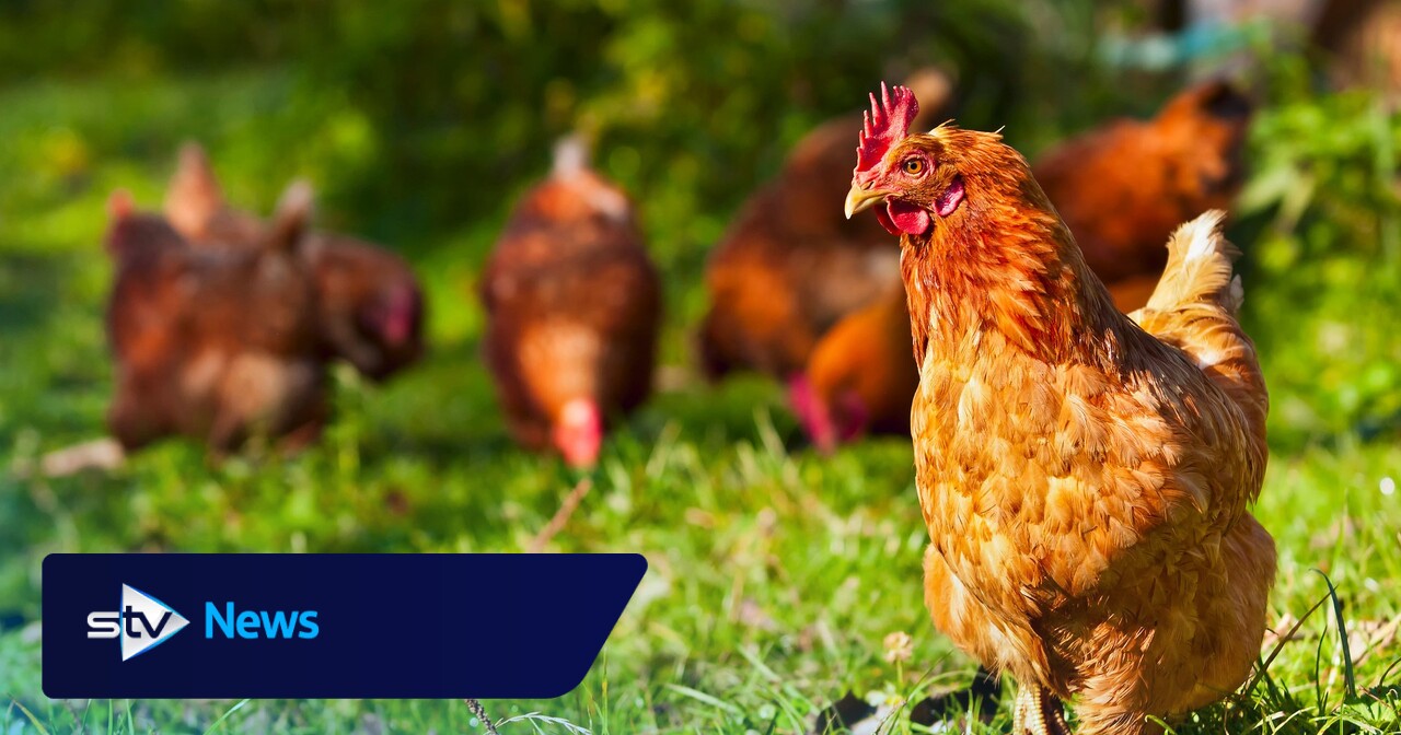 Protection zones brought in after bird flu outbreaks near Penicuik ...