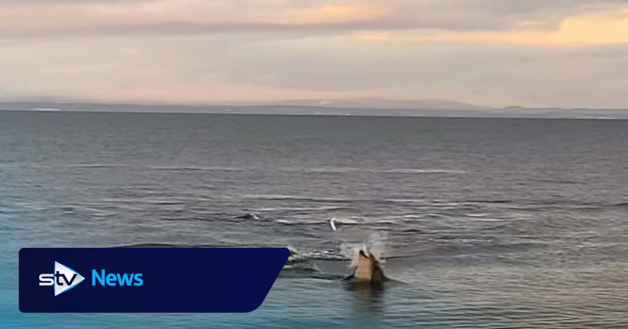 Watch: 'Spectacular' moment dolphin flips fish just feet from shore ...