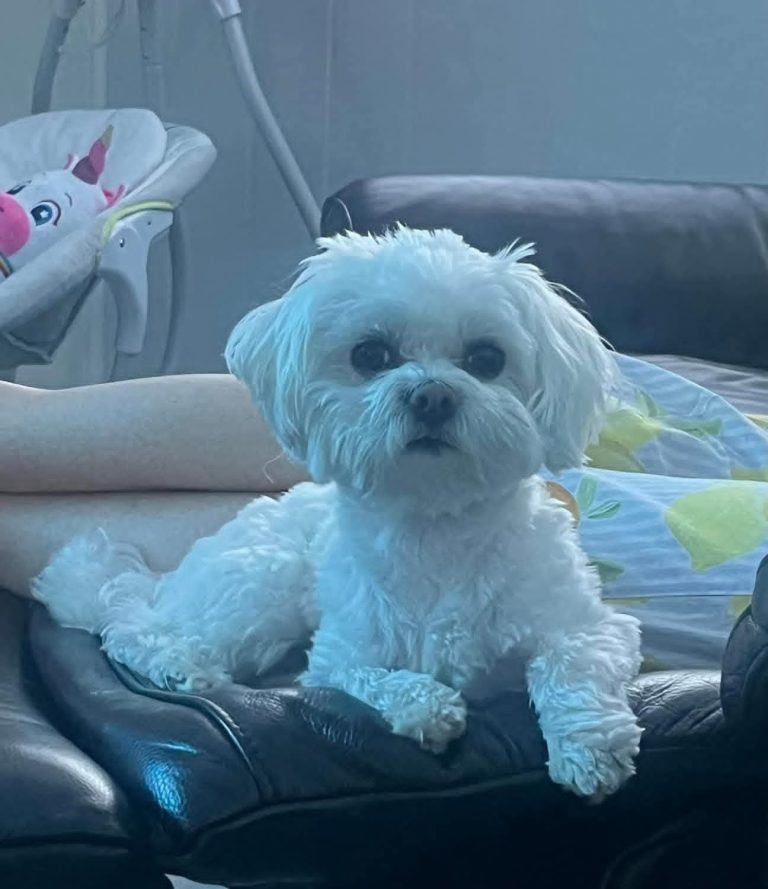Missing dog reunited with family after 18 months in 'Christmas miracle ...