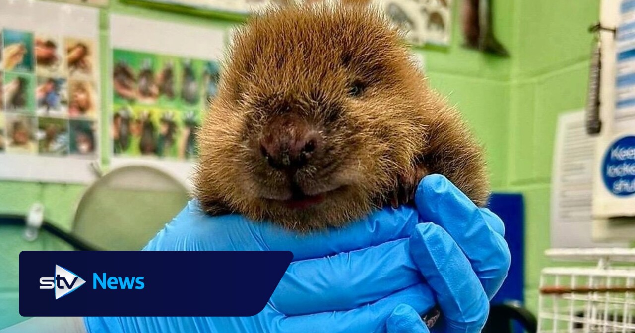 Orphaned beaver kit 'thriving' after being washed downriver during ...