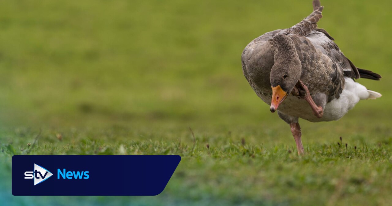 Public urged to stay alert after outbreak of bird flu among geese in ...