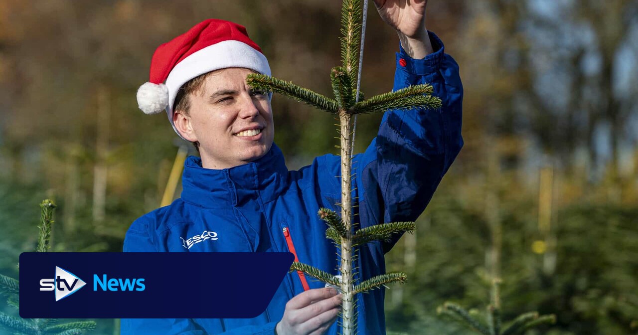 Tesco to give away hundreds of ‘wonky’ Christmas trees | STV News