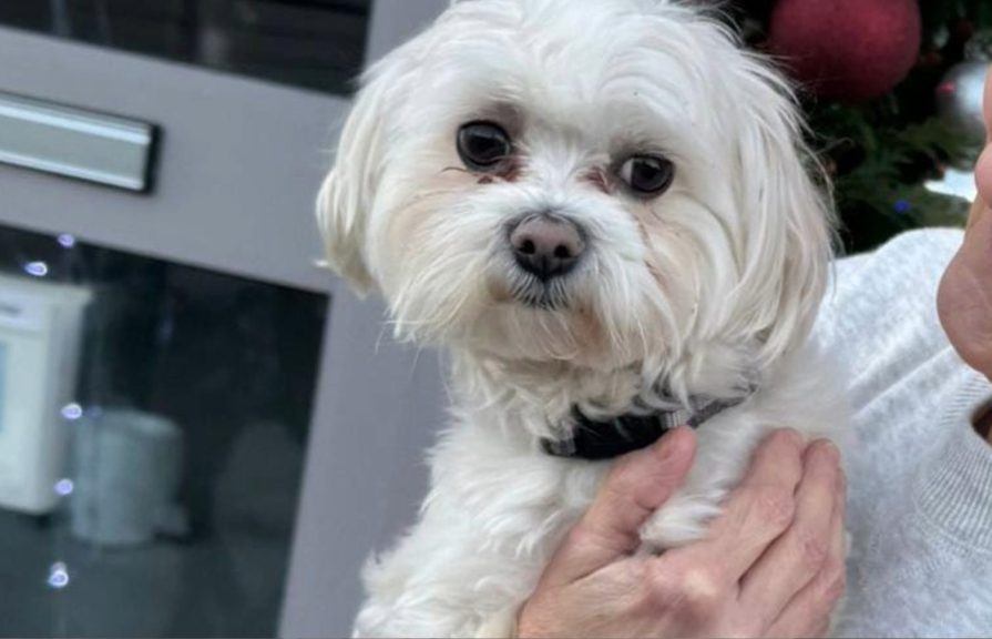 Missing dog reunited with family after 18 months in 'Christmas miracle ...