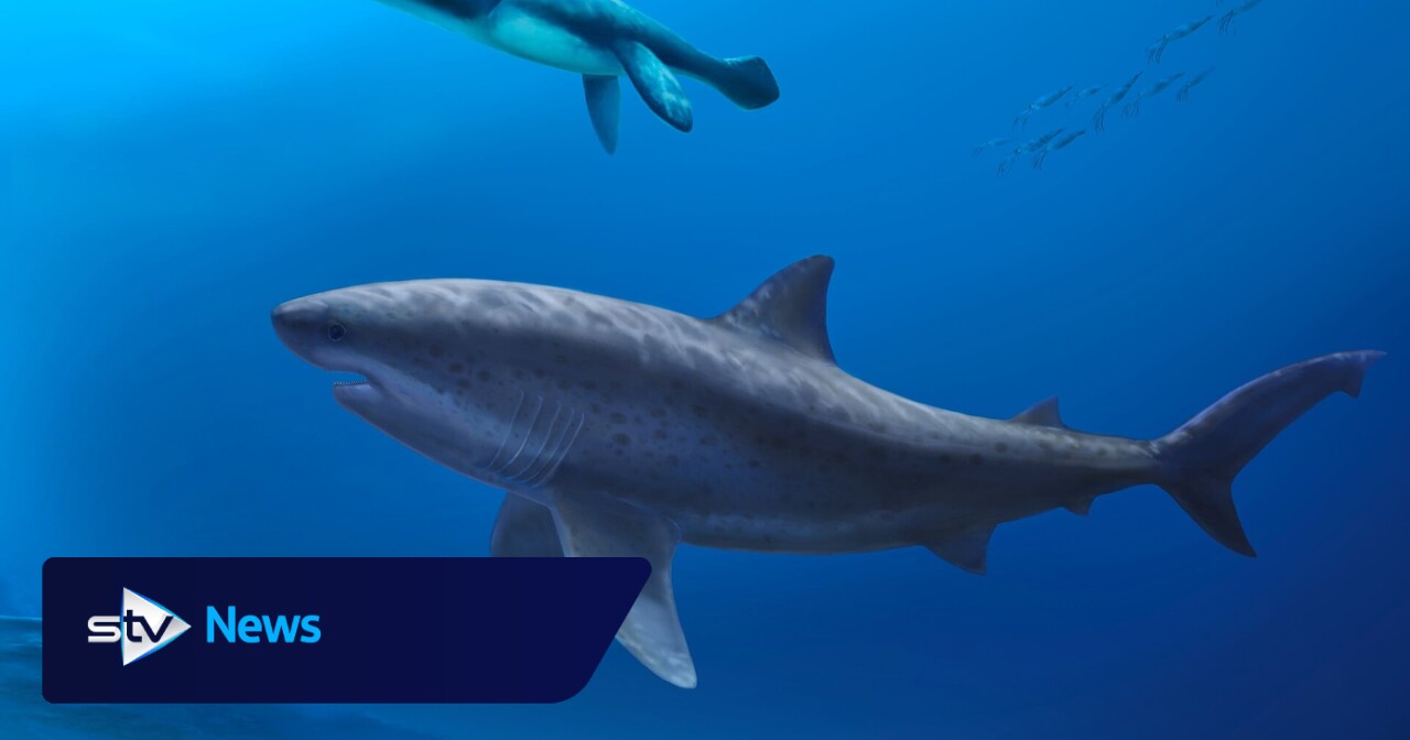 Monstrous shark ruled ancient Australian seas before megalodon ...