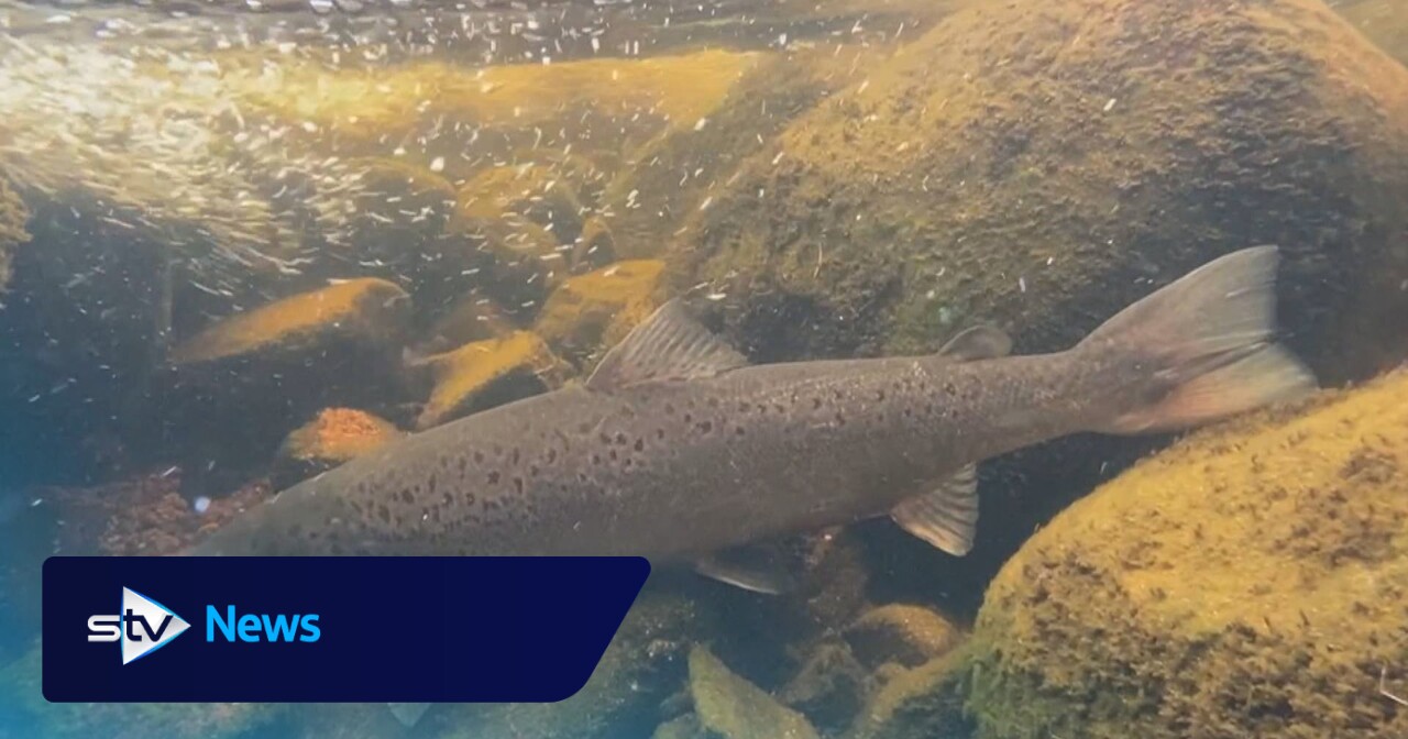 Captive breeding success boosts wild salmon numbers in Aberdeenshire ...