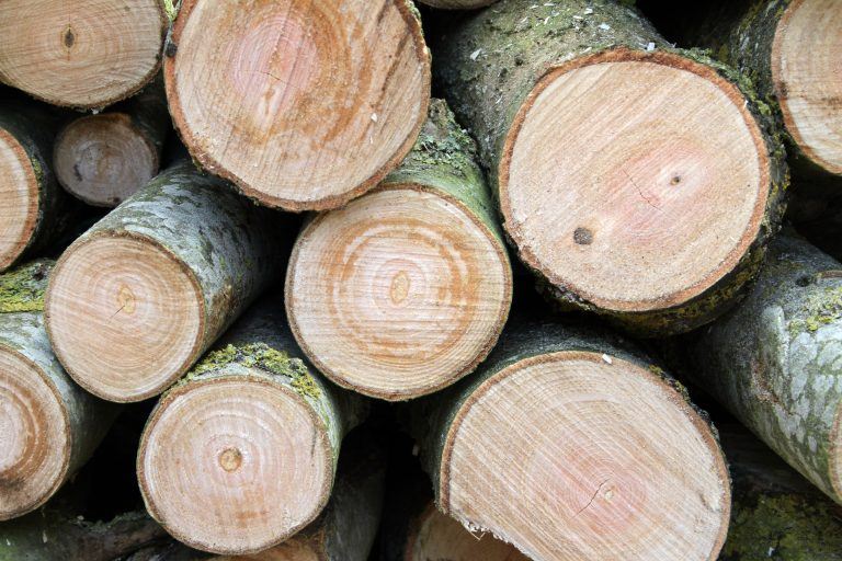 Landscape gardener died after being hit by falling tree trunk in ...