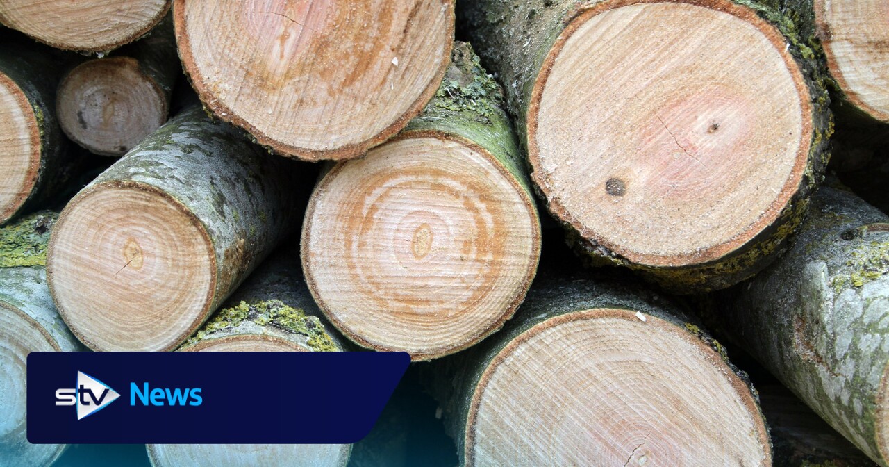 Landscape gardener died after being hit by falling tree trunk in ...