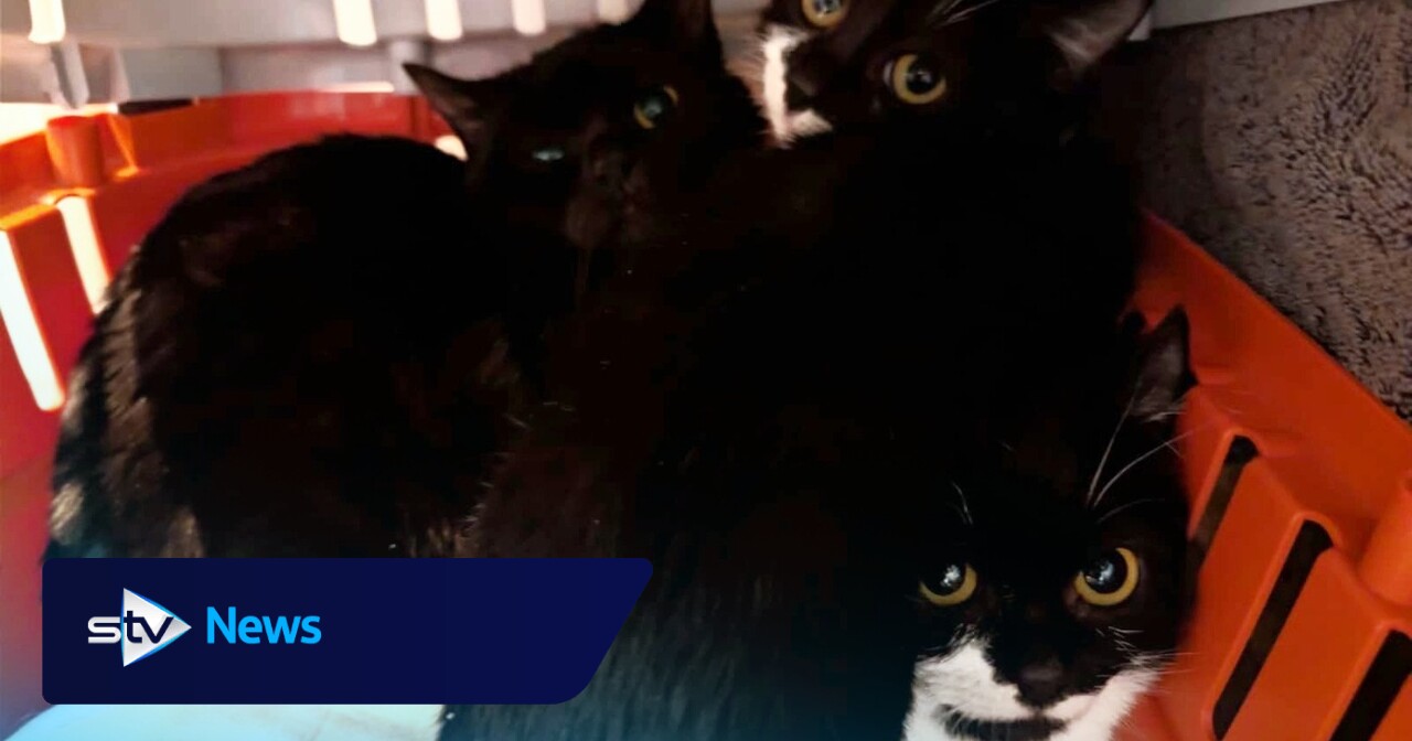 Five kittens found abandoned in Glasgow park during Storm Chandra | STV ...
