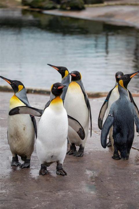 Trio of female king penguins join colony at Edinburgh Zoo | STV News