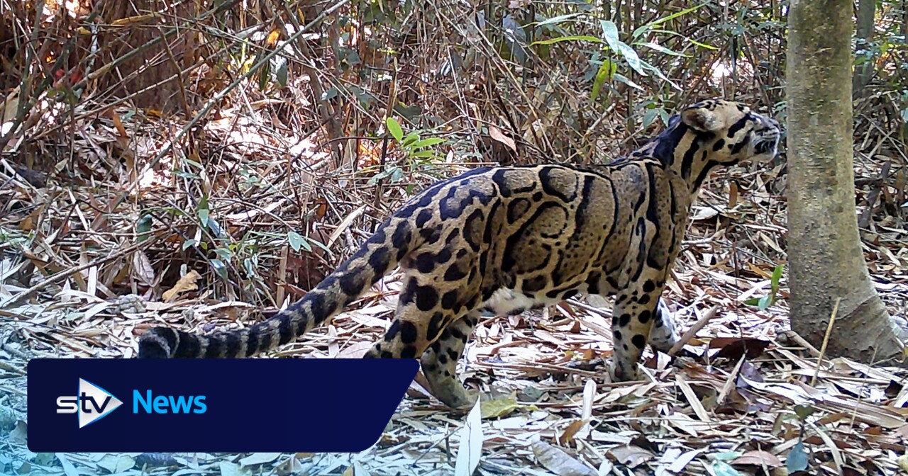 Psychedelic spiders, wild tulips and funky fish: species to watch in ...