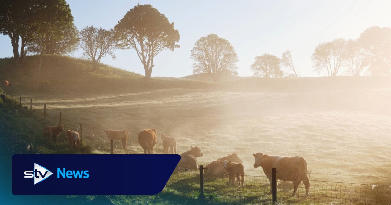 Sean Batty: Here's something to put a spring in your step - we're now ...