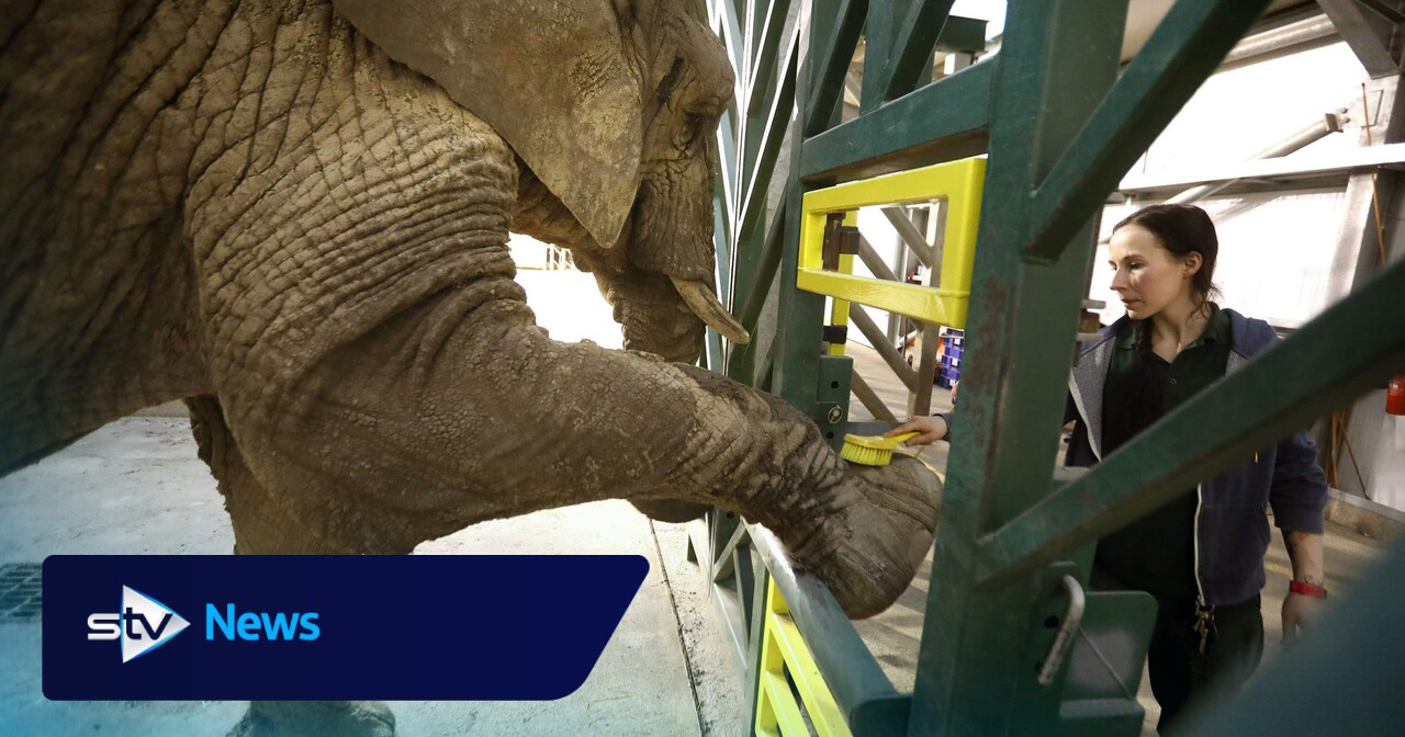 Safari park bids ‘very sad farewell’ to Scotland’s only African ...
