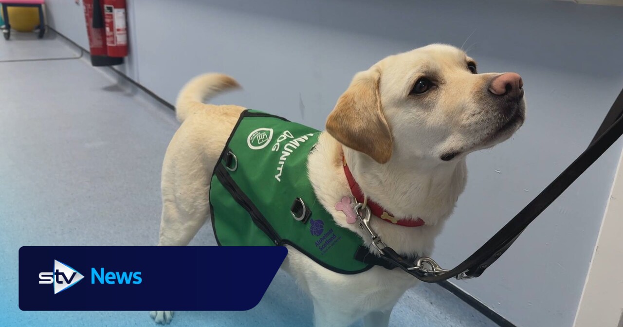 Dogs For Good seeks families to foster therapy dogs helping stroke ...