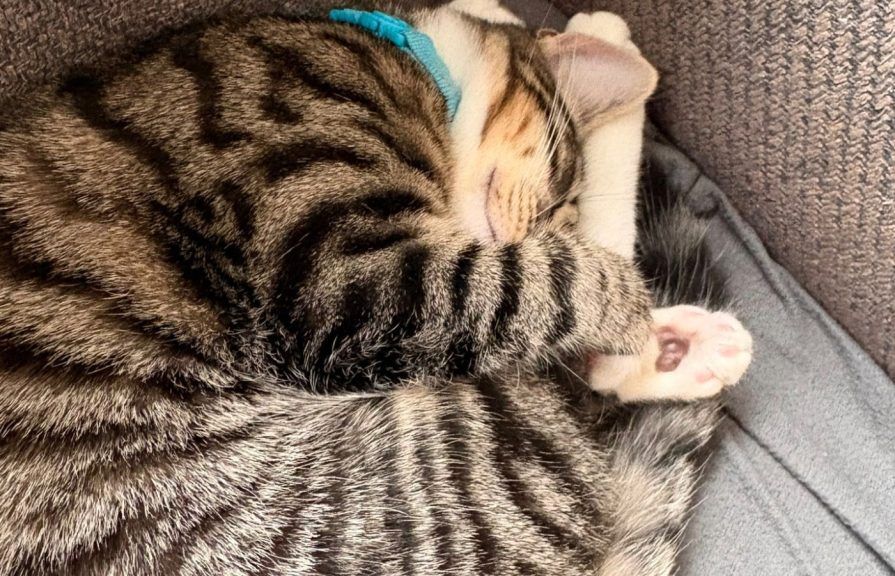 ScotRail ticket examiner adopts kitten abandoned on Edinburgh train ...