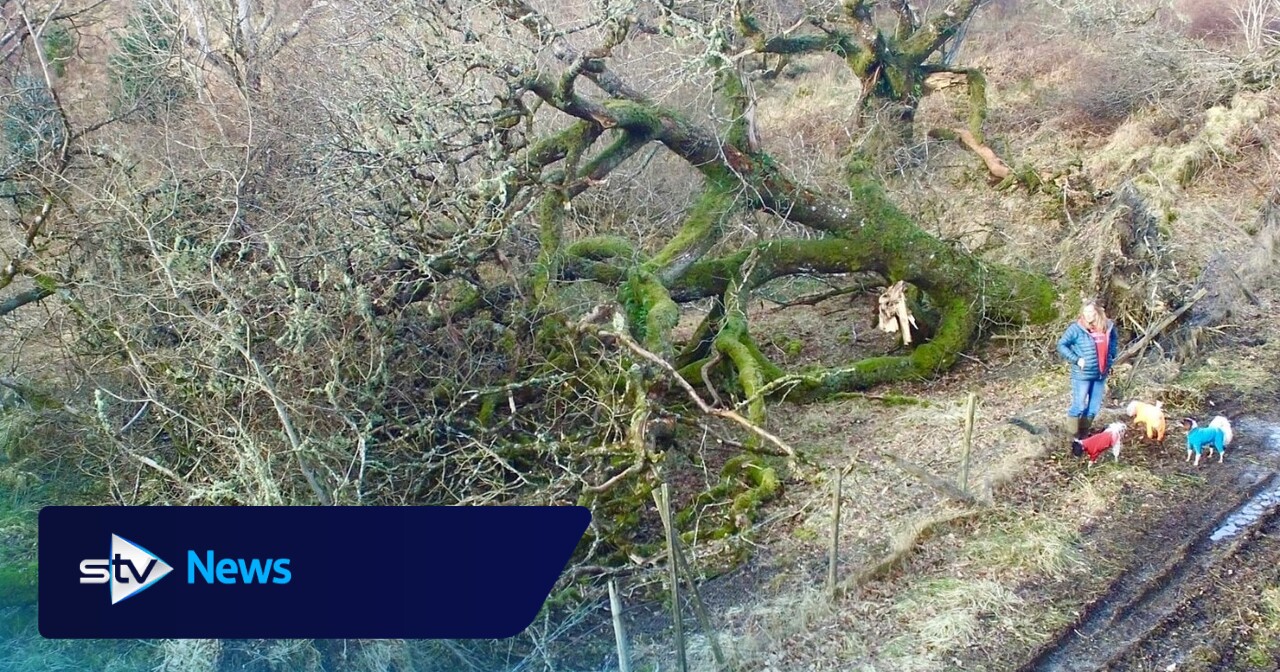 Landowner who cut down trees without permission ordered to replant ...