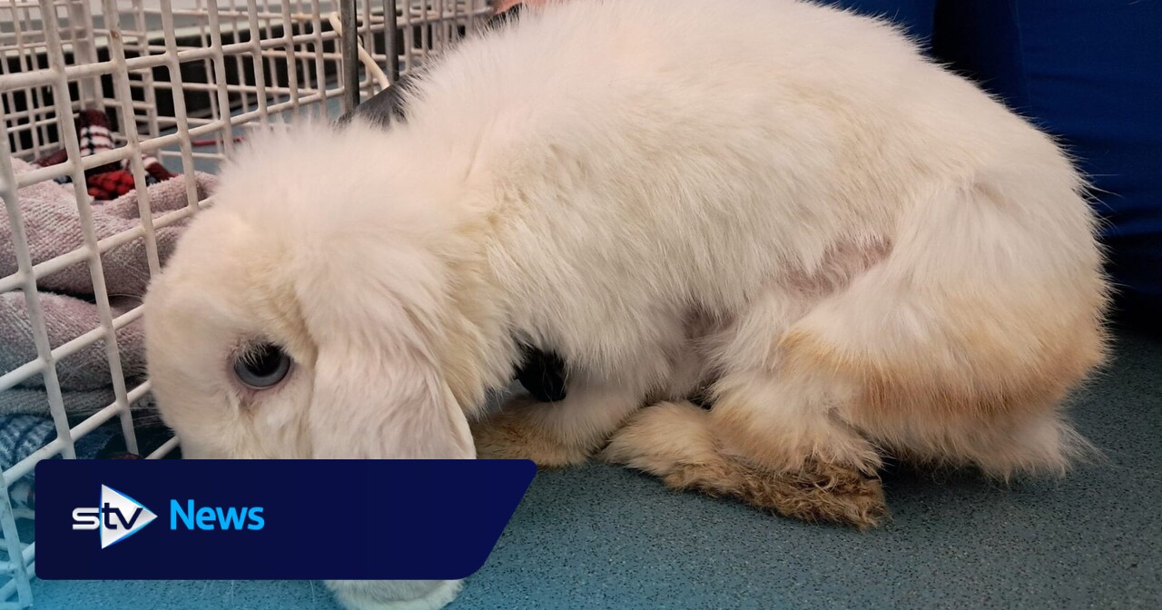 Rabbit in 'extremely poor' condition found abandoned in field | STV News