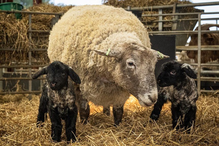 Britain's 'loneliest' sheep found stranded on cliff gives birth to ...