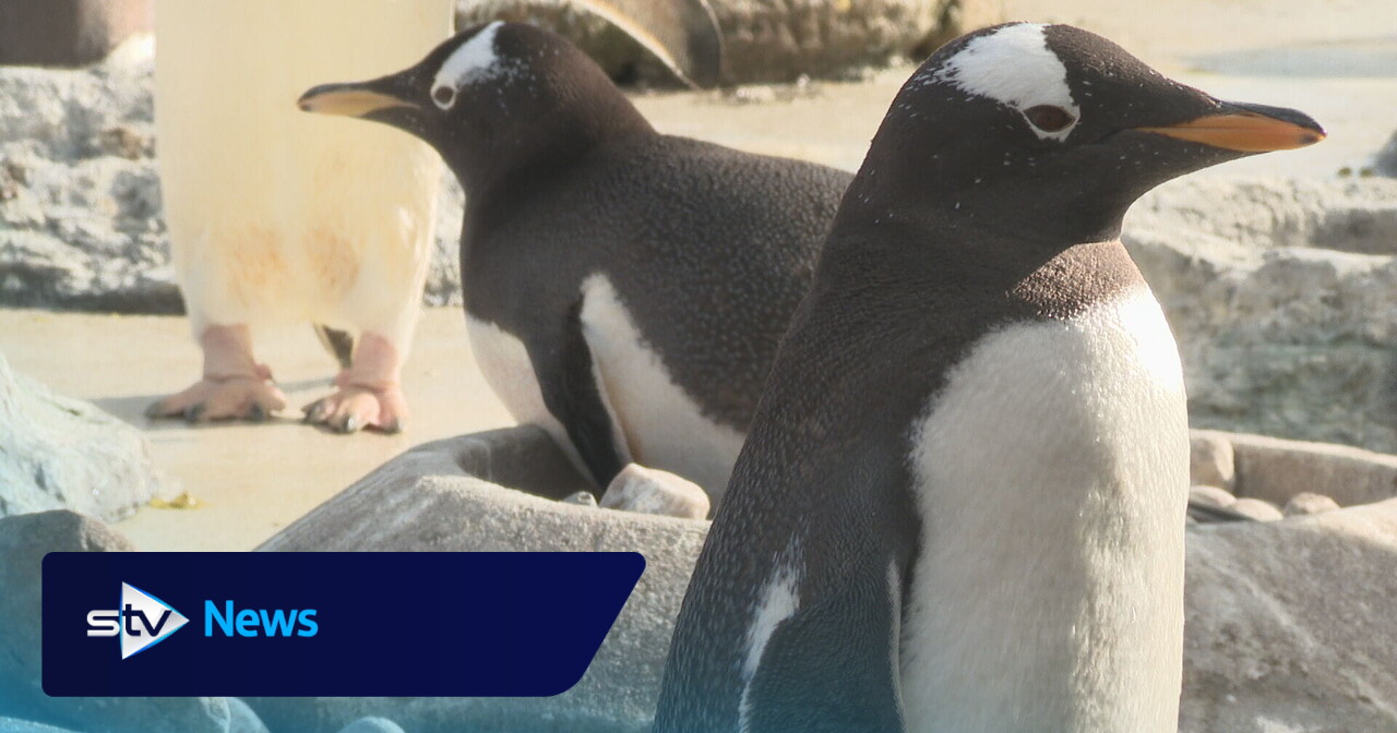 Young patients paint pebbles for Edinburgh Zoo penguins | STV News
