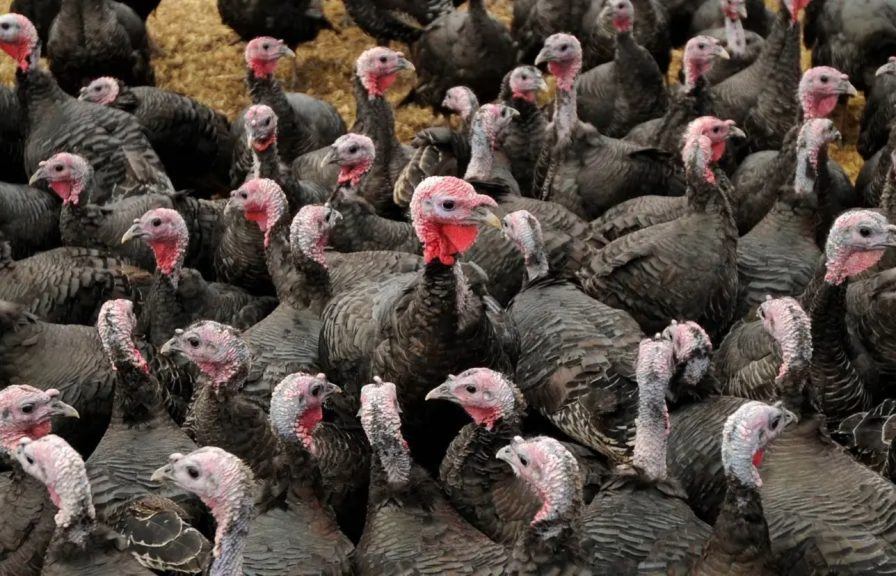 Small group of turkeys to receive bird flu vaccines as UK trial begins ...