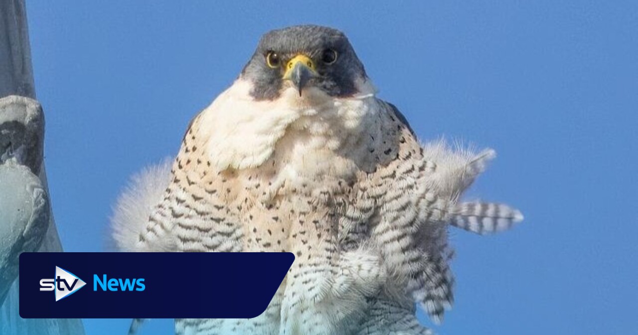 Peregrine falcons make Glasgow city chambers spire new home | STV News