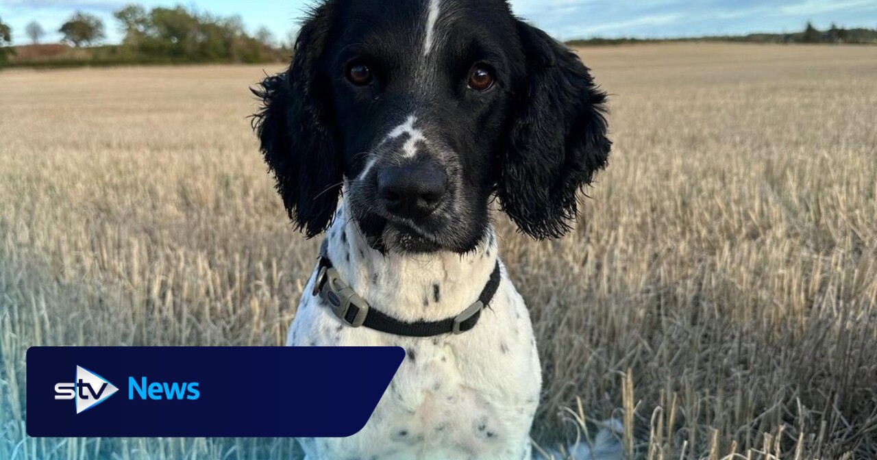 Missing police dog found after two-day search | STV News
