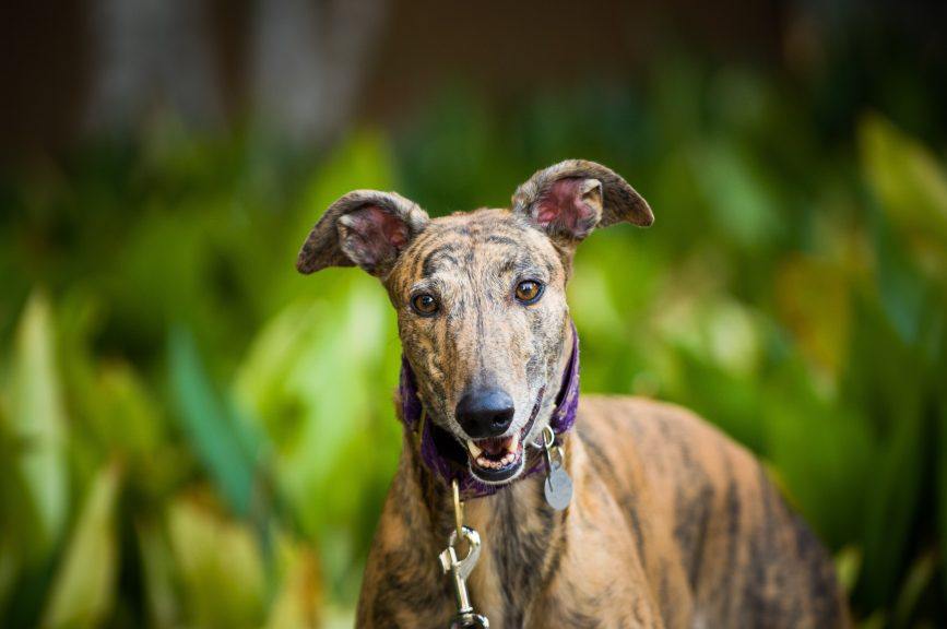 Greyhound racing banned in Scotland in 'landmark win for animal welfare ...