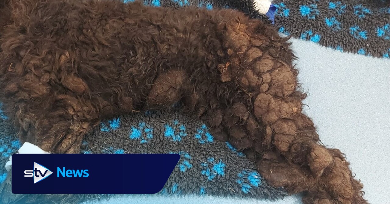 Man fined £800 after chronically underweight Selkirk dog died 'writhing ...