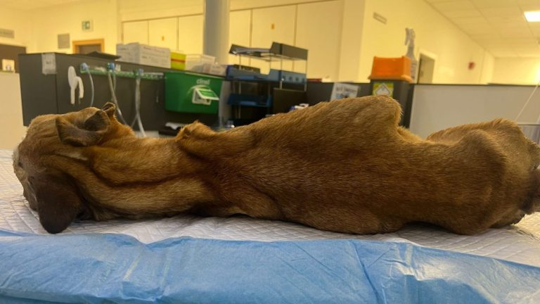 'Unnecessary suffering': Man given ban as dog put down after being ...