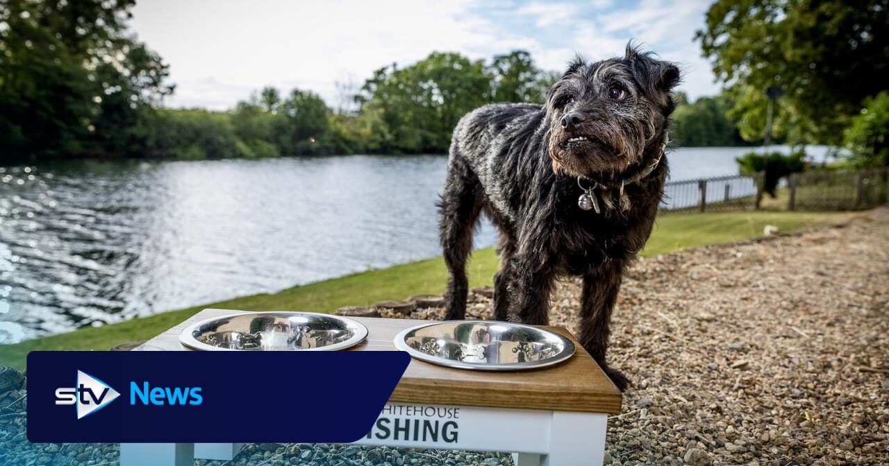 Bob Mortimer ‘very, very sad’ after death of Gone Fishing dog Ted | STV ...