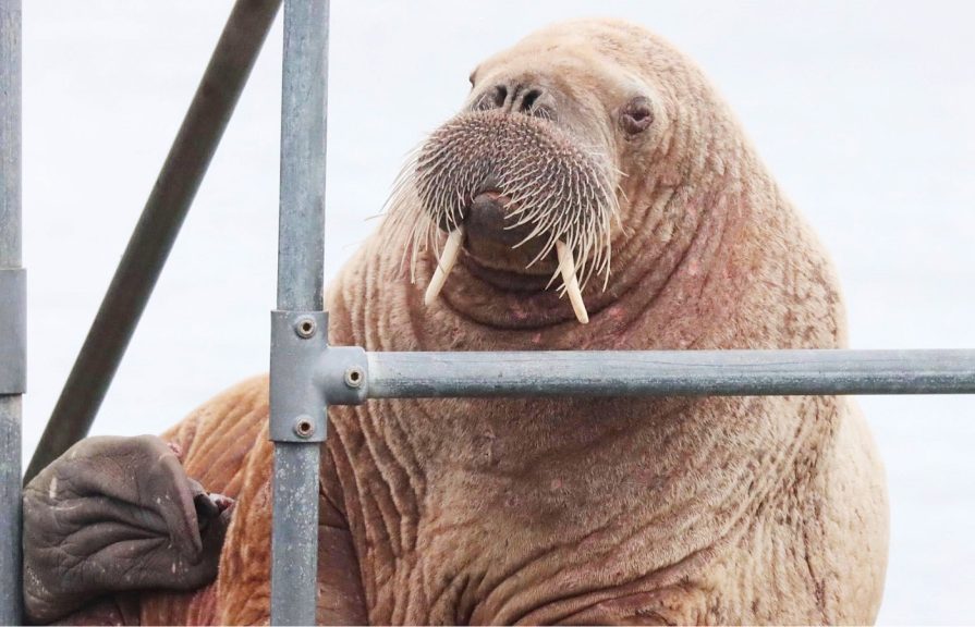Walrus spotted on Orkney pier for the first time in almost a decade ...