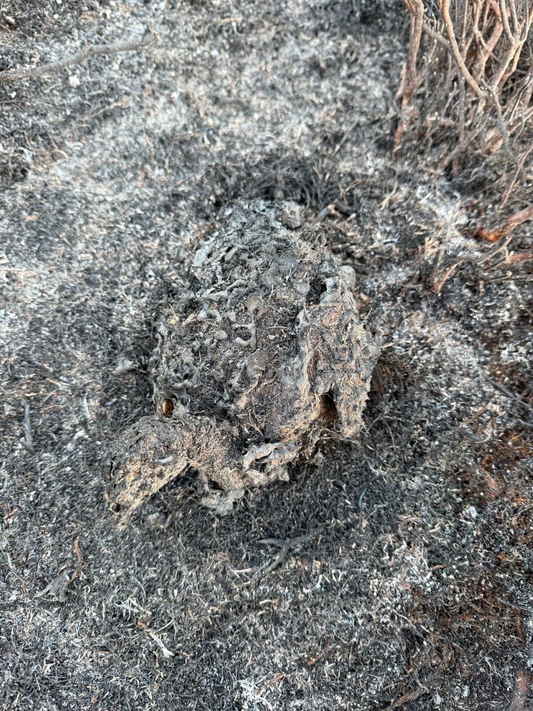 Wildlife scorched as gamekeepers help firefighters battle raging ...