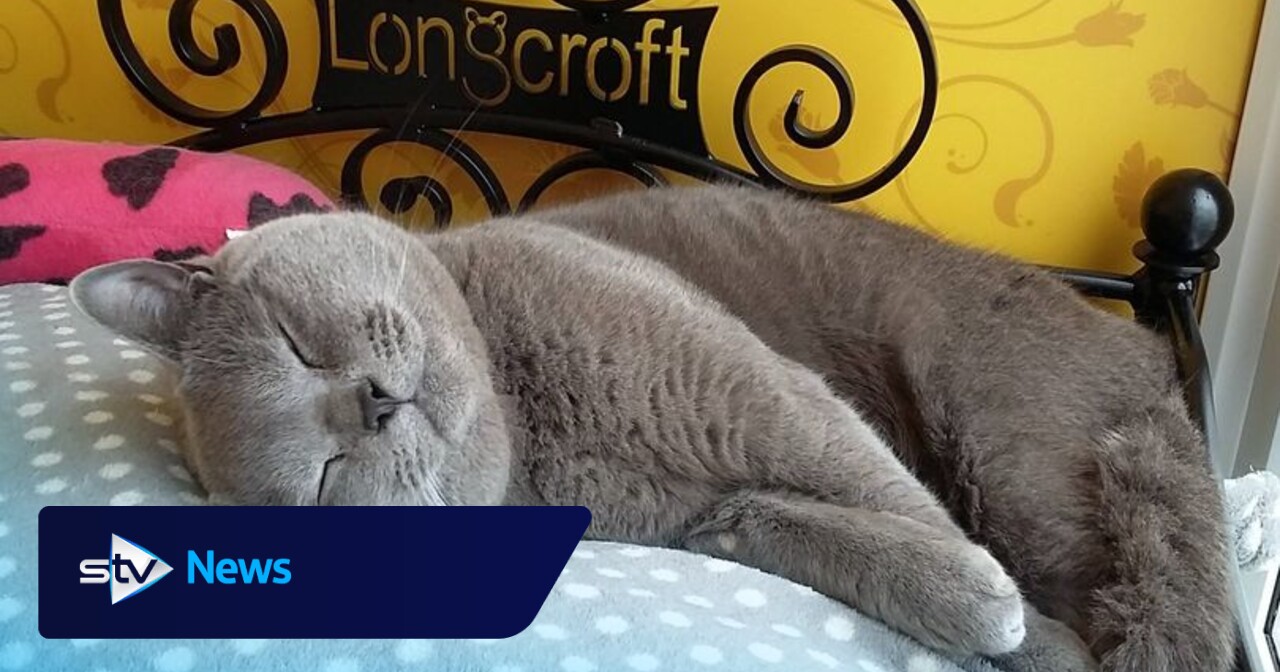 Scotland’s first cat hotel announces opening plans | STV News