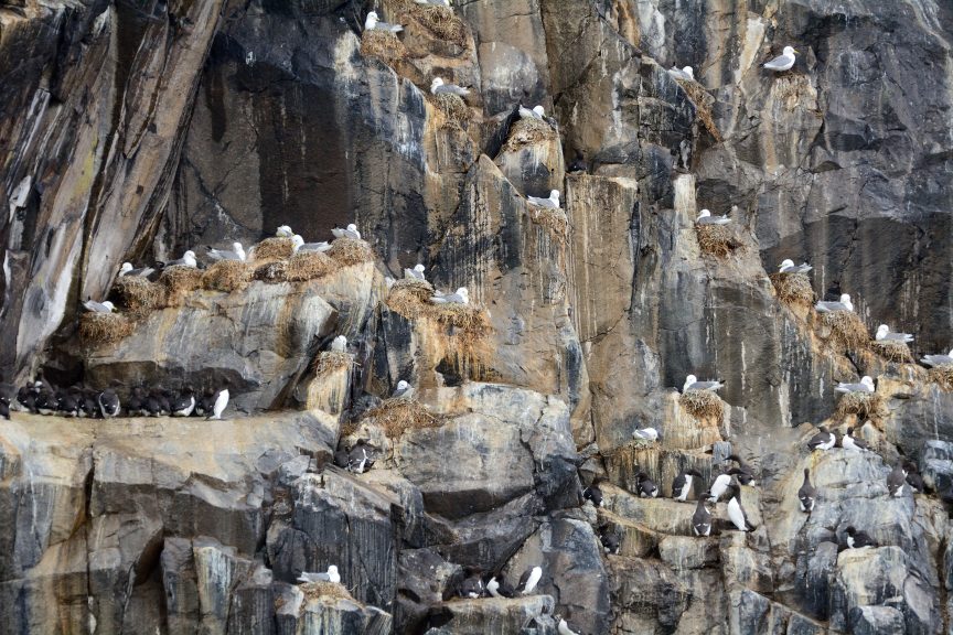 RSPB buys Scottish islands to safeguard ‘awe-inspiring’ seabird ...