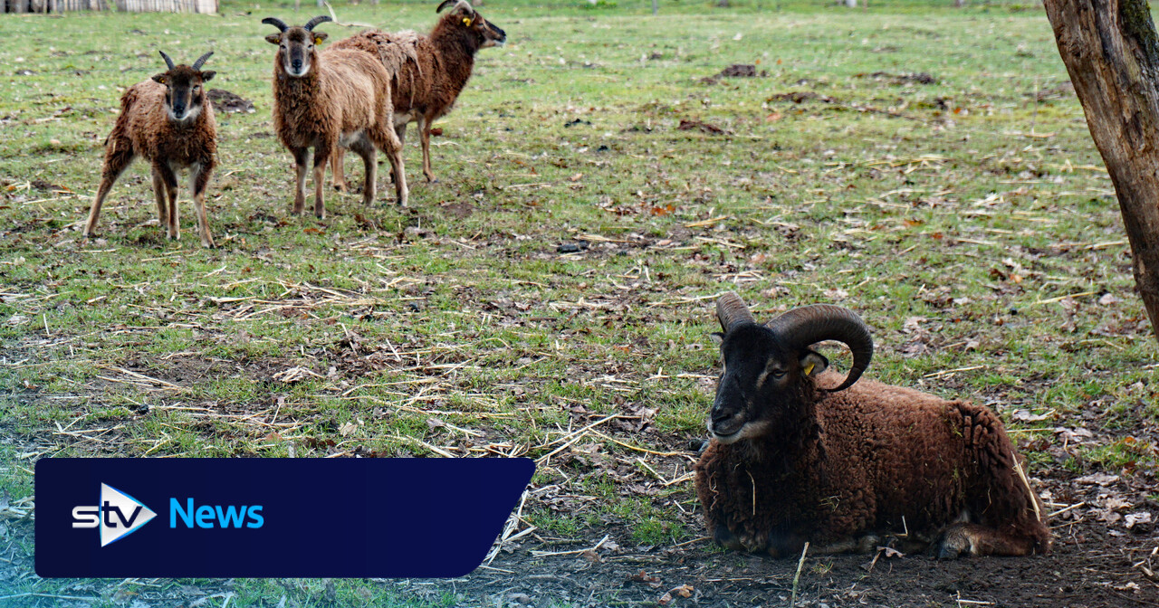 Rare sheep 'starving to death' on St Kilda as calls grow for animal ...
