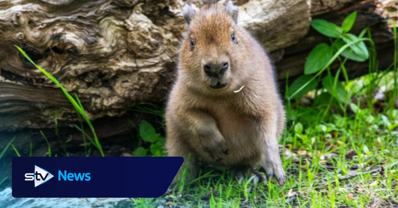 Edinburgh Zoo's baby capybara named after Scotland's national drink ...
