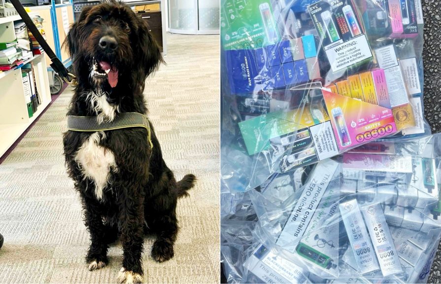 Almost 200 illicit vapes seized in North Ayrshire thanks to 'vapedog ...